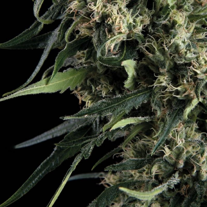 Northern Lights autofloreciente (5) - Trikoma Seeds - Imperioseeds Grow ...