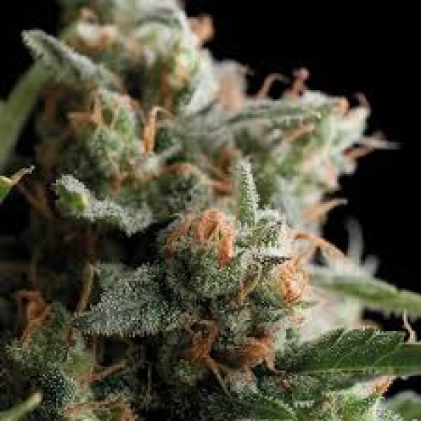 Satan`s Bride Feminizada (5) - Trikoma Seeds - Imperioseeds Grow Shop ...