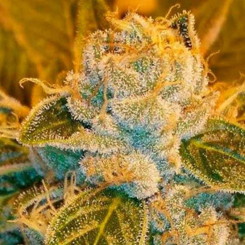 Sour Ripper Feminizada (3) - Ripper Seeds - Imperioseeds Grow Shop ...