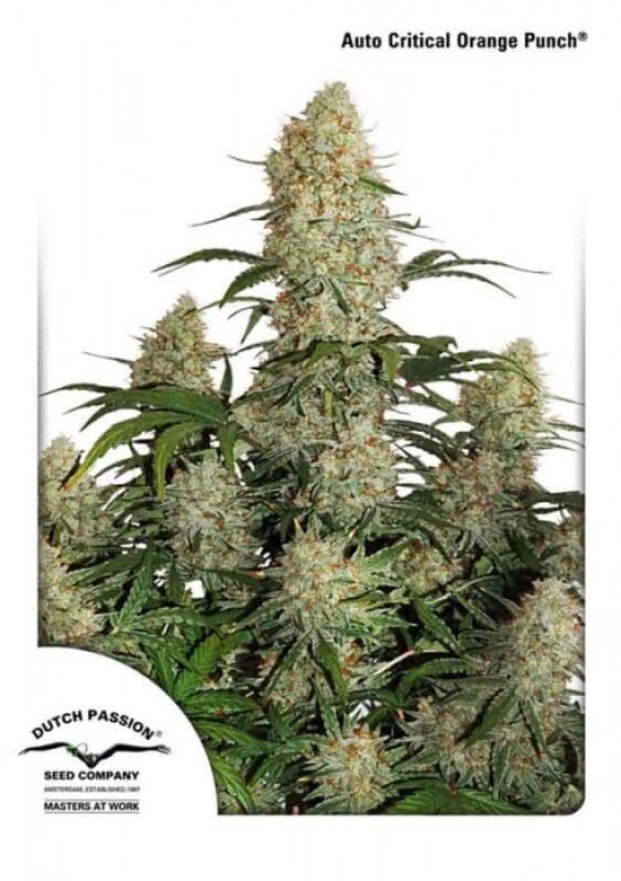 Auto Critical Orange Punch Autofloreciente (3) - Dutch passion ...