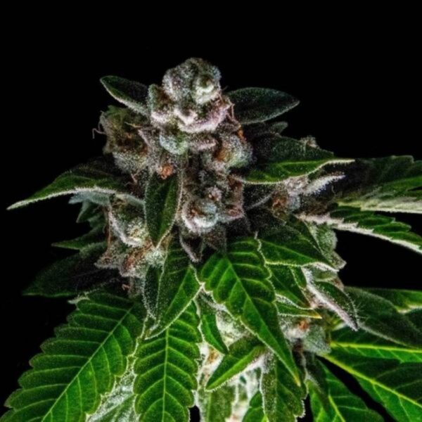 KushBerry Feminizada (3) - DNA Genetics - Imperioseeds Grow Shop : Solo ...