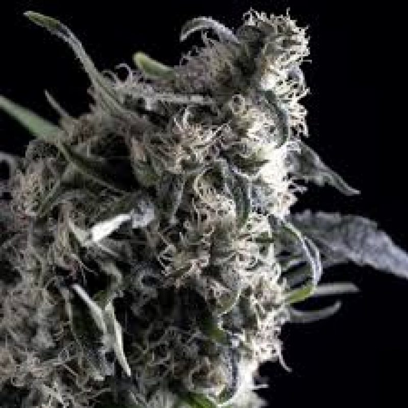 Al tiro autofloreciente (5) - trikoma seeds - Imperioseeds Grow Shop ...
