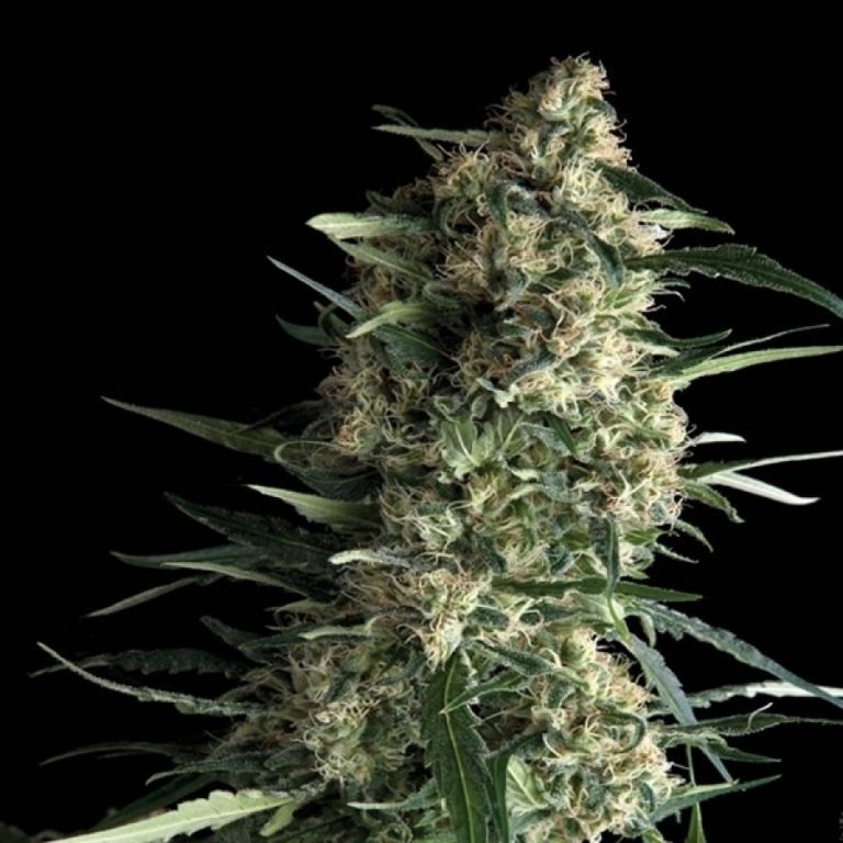 Galaxy Feminizada (3) - Pyramid Seeds - Imperioseeds Grow Shop : Solo ...